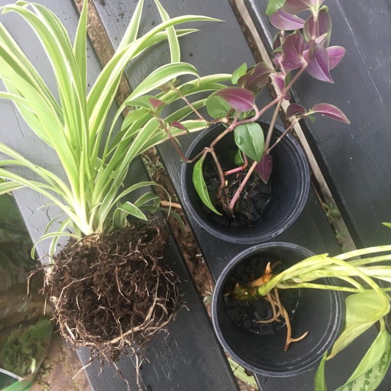 Margot van Plant voor Plant - Werkflow